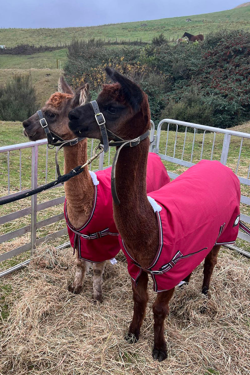 100g Red Calf Cover – Canter for Cancer NZ