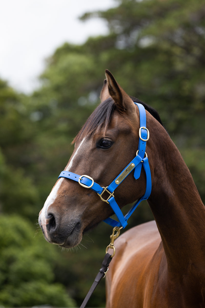 PVC Halter with Brass Fittings – Canter for Cancer NZ
